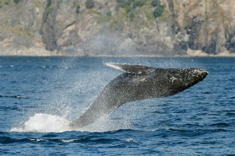 California Gray Whale Migration What You Need To Know And How To See
