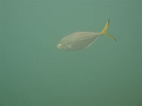 范氏副葉鰺 114e HK Reef Fish