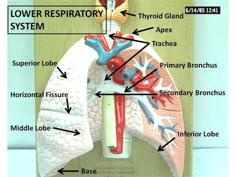 Respiratory System Labeled Diagram