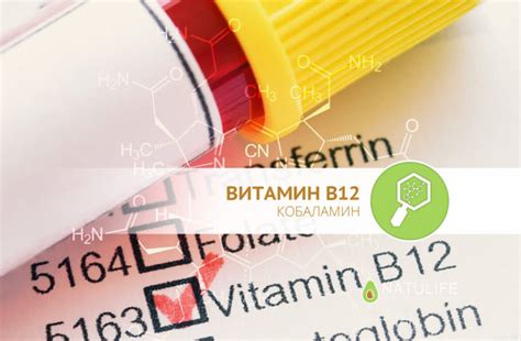 Анализ крови на витамин В12 – процедура, расшифровка и цены