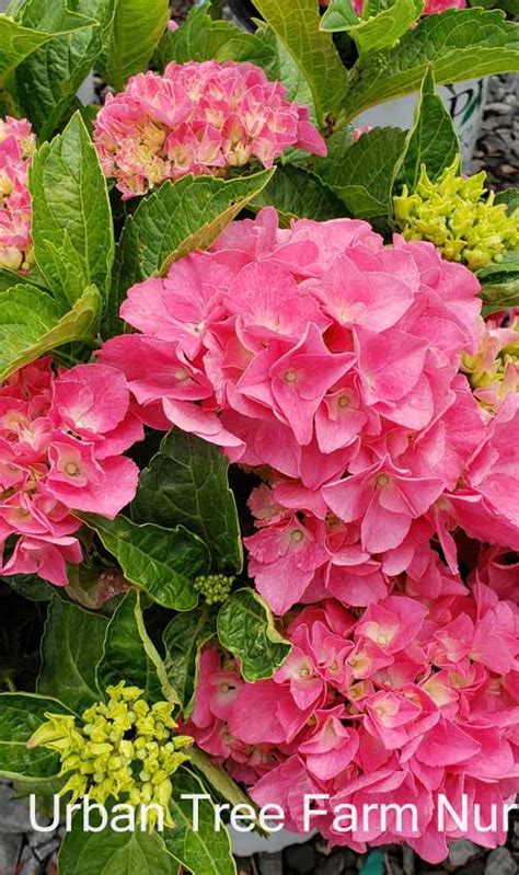 Hydrangea Macrophylla Cityline Vienna Urban Tree Farm Nursery