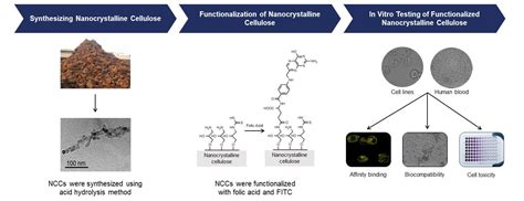 Jrm Folic Acid Functionalized Nanocrystalline Cellulose As A Renewable And Biocompatible