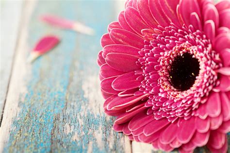 단일 Gerbera 데이지 꽃 근접 촬영 어머니 또는 여 대 날 인사말 카드입니다 3월에 대한 스톡 사진 및 기타 이미지 3월 8 거베라데이지 Istock