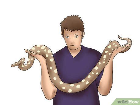 How To Breed Ball Pythons With Pictures WikiHow Pet