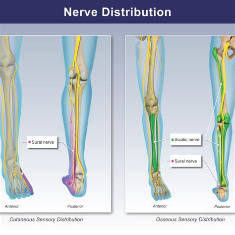Sciatic Nerve Distribution