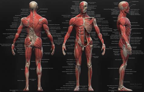 Artstation 3d Male Ecorche Reference Model Seperated And Named