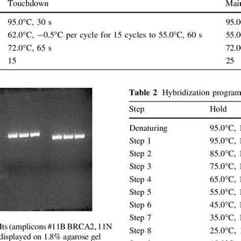 Touchdown Pcr Program For Both Brca1 And Brca2 Genes Download Table
