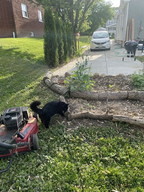 My Cat Detection Object Detection Dataset By Luis Jimenez Gonzalez