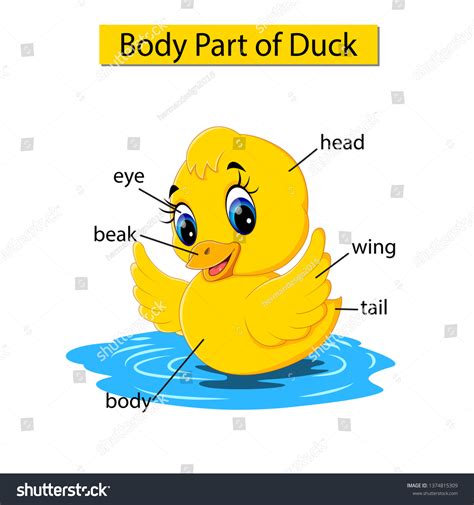 Diagram Showing Body Part Duck 스톡 벡터 로열티 프리 1374815309 Shutterstock