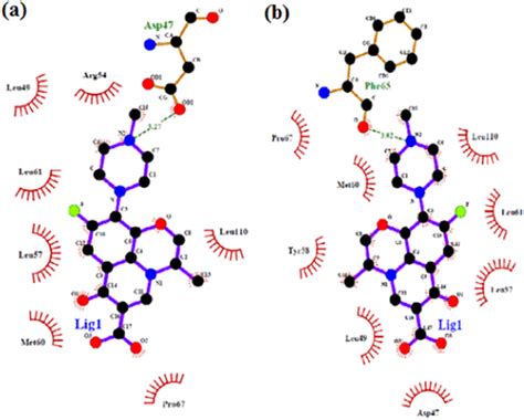 Ligplot Representing Hydrogen Bonding Interactions In Native Complex