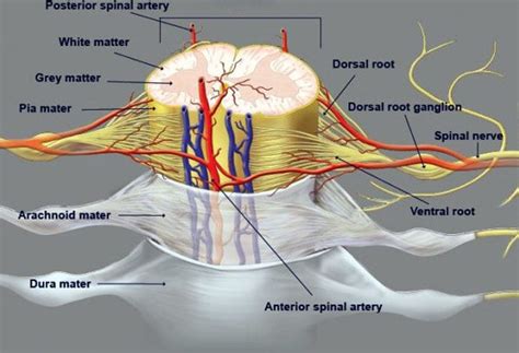 Viscerosomatic Reflex Signals Ep Wellness And Functional Medicine Clinic