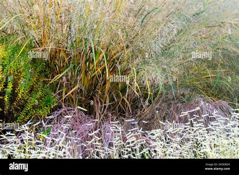 Panic Grass Panicum Virgatum Panicum Thundercloud Switch Grass