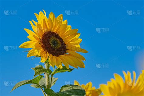 一朵向日葵的头，映衬着蔚蓝无云的天空
