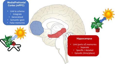 The Science Of Memory Optimization Strategies For Cognitive