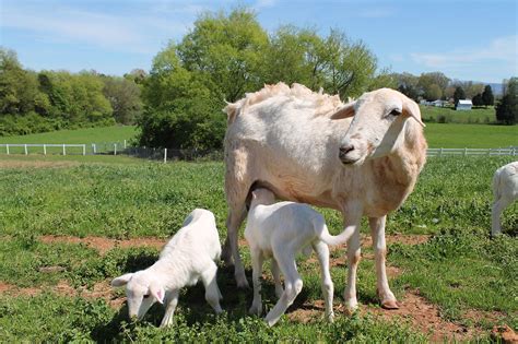 St Croix Shireford Farms
