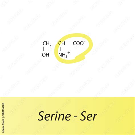 Serine Ser S Amino Acid Structure Skeletal Formula With Amino Group Highlighted In Yellow