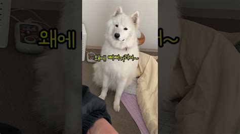 애착 인형에 이상한 걸 집어넣자 사모예드가 보인 반응 ㅎㅎ Youtube