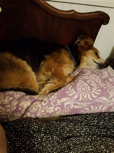 Mikey My 10 Year Old Dorgi R Corgi