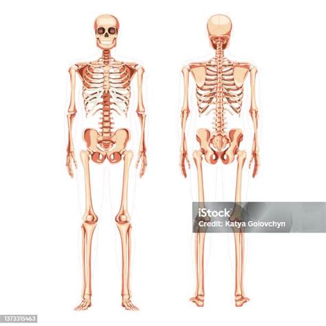 스켈레톤 휴먼 다이어그램 사실 전면 백뷰 흰색 배경 의료 인포 그래픽 배너 인간의 두개골 척추에 고립 된 해부학의 평평한 자연 색상 벡터 일러스트 레이션 교훈 보드 세트