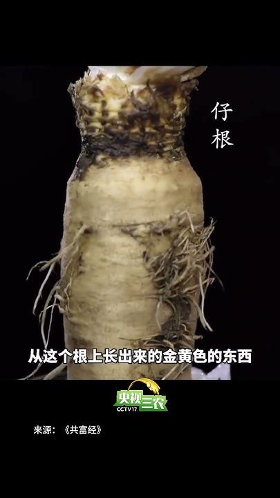 万物生长靠太阳，这种菜却见不得光？芽球菊苣 Youtube