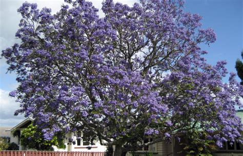 8 Most Popular Flowers In Los Angeles Royal Wedding