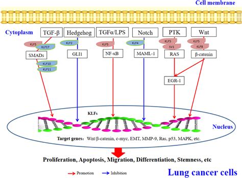 Abnormal Expression Of Krüppel Like Transcription Factors And Their