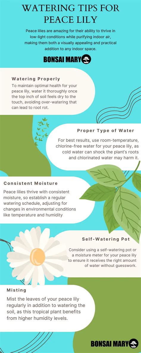 Peace Lily Watering Guide Expert Tips For Healthy Plants