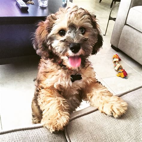 Schnoodle Schnoodle Dog Puppies Cute Dog Harness