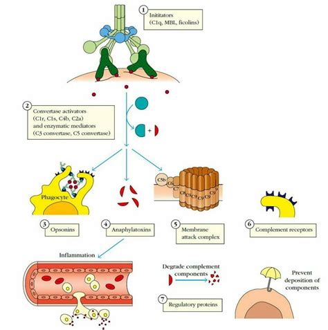 Componentes Moleculares Del Sistema Inmune Mind Map