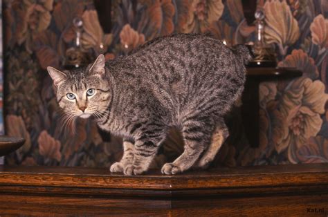 De Pixie Bob Een Sociale En Gespierde Kat Katnl