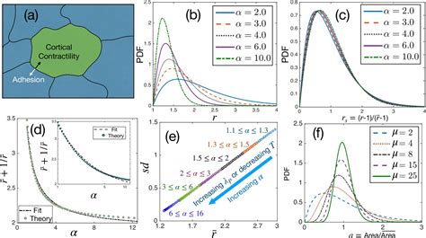 On The Origin Of Universal Cell Shape Variability In Confluent Epithelial Monolayers Elife