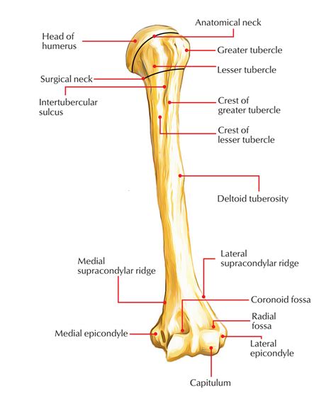 Easy Notes On 【humerus】learn In Just 4 Minutes