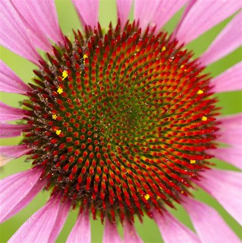 Rudbeckia Seed Head Fibonacci Patterns