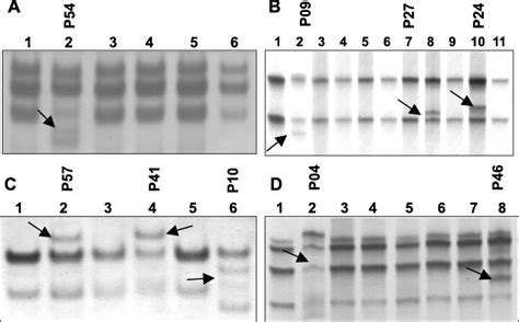 Polymerase Chain Reaction Single Strand Conformation Polymorphism Download Scientific Diagram