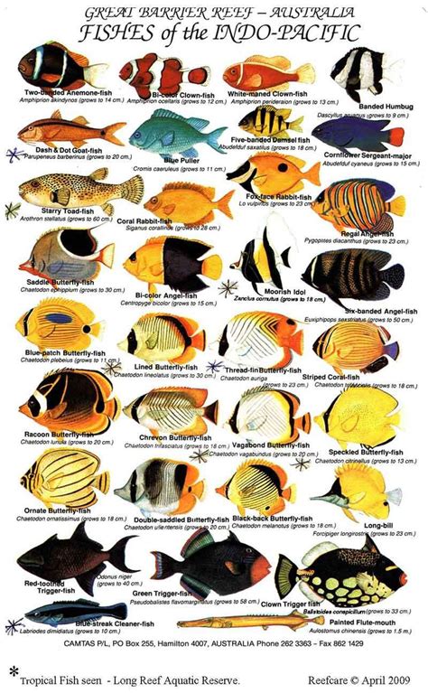 Types Of Aquarium Fish Saltwater
