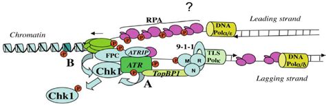 Speculative Model For Replication Checkpoint Activation Replication Download Scientific