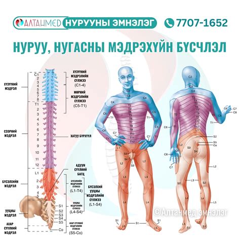 Алтанмед эмнэлэг ⚕️Хүний багана нурууны дундуур явах нугаснаас