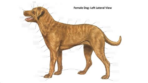 Female Dog Surface Anatomy Diagram Quizlet