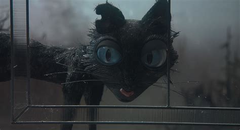 3663 Coraline Cat Pfp Profile Picture 4k Hd Images