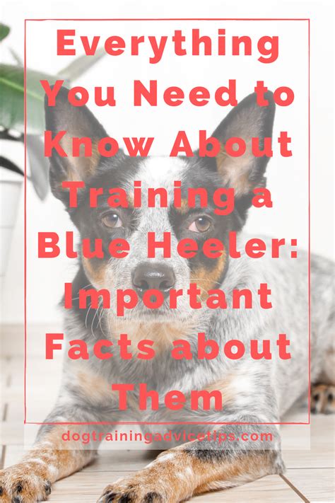 Everything You Need To Know About Training A Blue Heeler Important