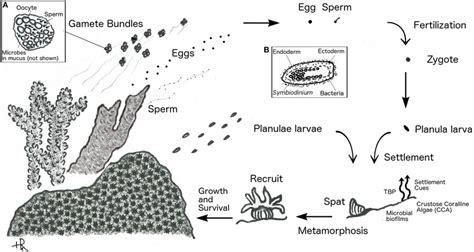 Coral Reproductive Cycle Spawning Corals Shown As Branching Release Download Scientific