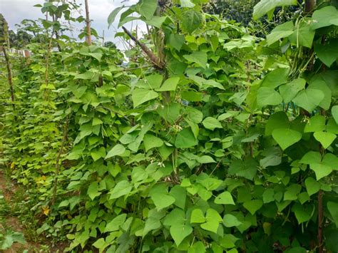 မက်မန်းမြို့နယ် ကွန်ဟောင်းရွာတွင် ဘိုစားပဲသီး တစ်ပိုင်တစ်နိုင်စိုက်ပျိုးခြင်းဖြင့် မိသားစု