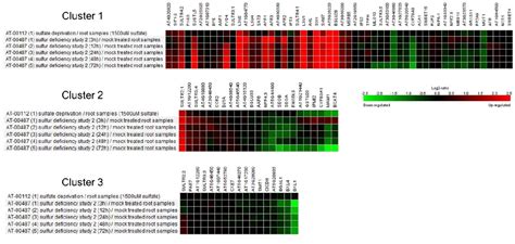Figure 6 From Boron Toxicity Induces Sulfate Transporters At Transcriptional Level In