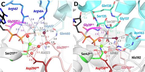 Representatives Of Aaa Atpases Sf3 Helicases Sf2 Helicases And Abc Download Scientific