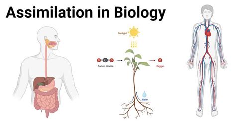 Assimilation In Biology Process Types Examples Biology Human