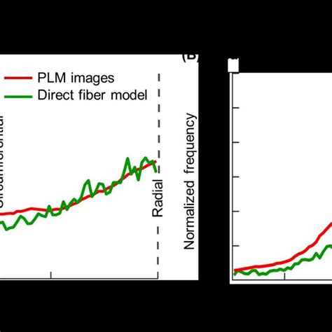 Fiber Orientation Distributions Of The Direct Fiber Model Green Lines