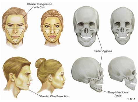 Neanderthal Brow Ridge Origin Of A Protruding Forehead