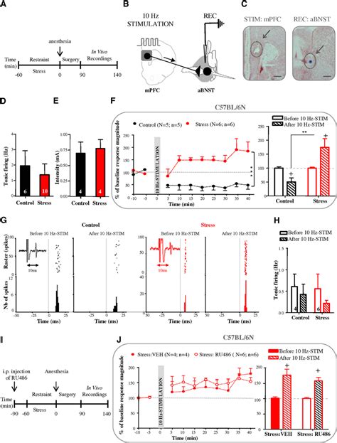 The 10 Hz Mpfc Stimulation Has Opposite Effects On Abnst Plasticity In