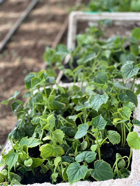 Отгон Баян “Боломж бол өгөгдсөн зүйл биш — бүтээдэг зүйл ” Бид тусгай хэрэгцээтэй залуусын