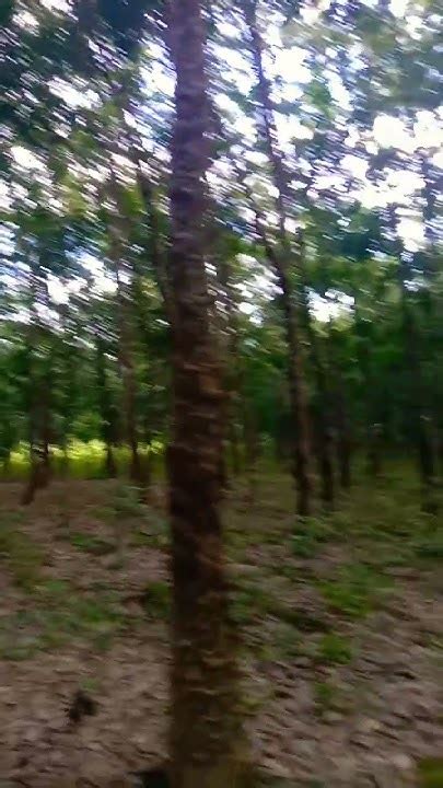 কিছু রাসেল ভাইপাস আমাদের সমাজে বসবাস করে Youtube